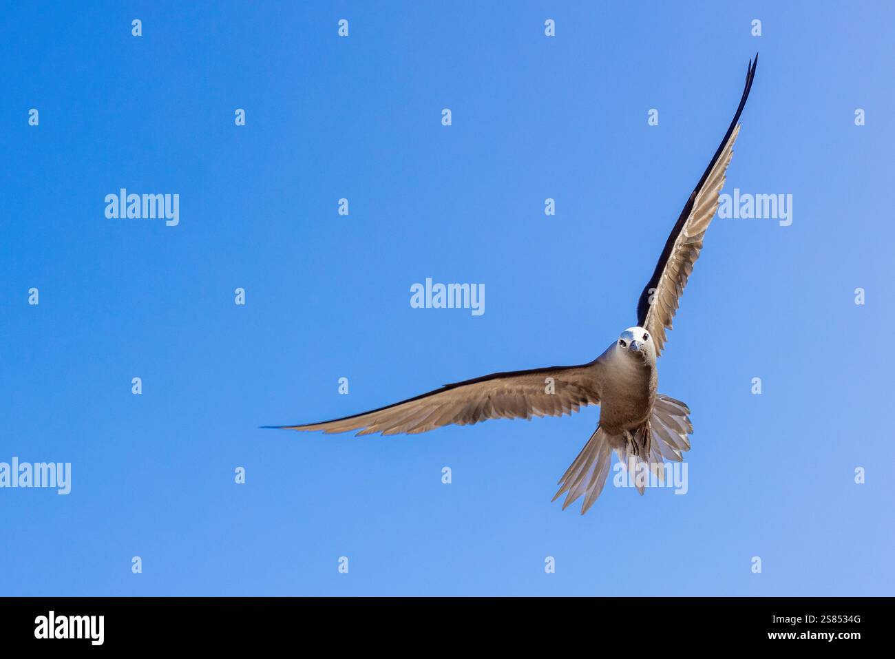 Noddy in flight on Bird Island, Seychelles Stock Photo - Alamy