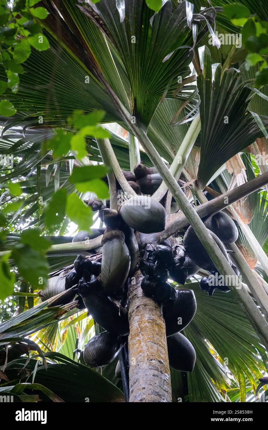 Fruits of Coco-de-Mer, Fond Ferdinand, Praslin, Seychelles Stock Photo ...