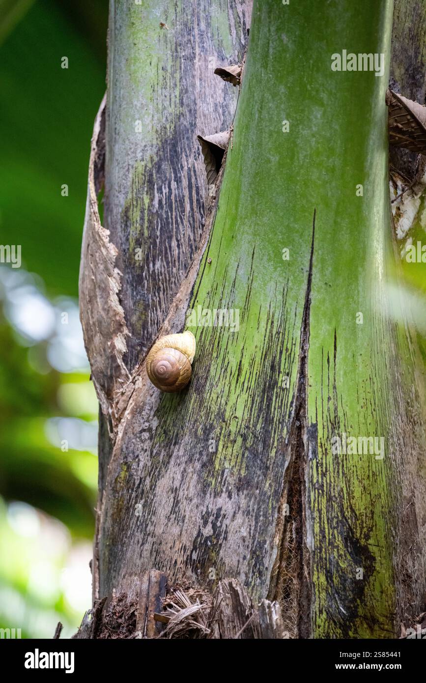 Endemic coco-de-mer snail (stylodonta studeriana), Vallee de Mai ...