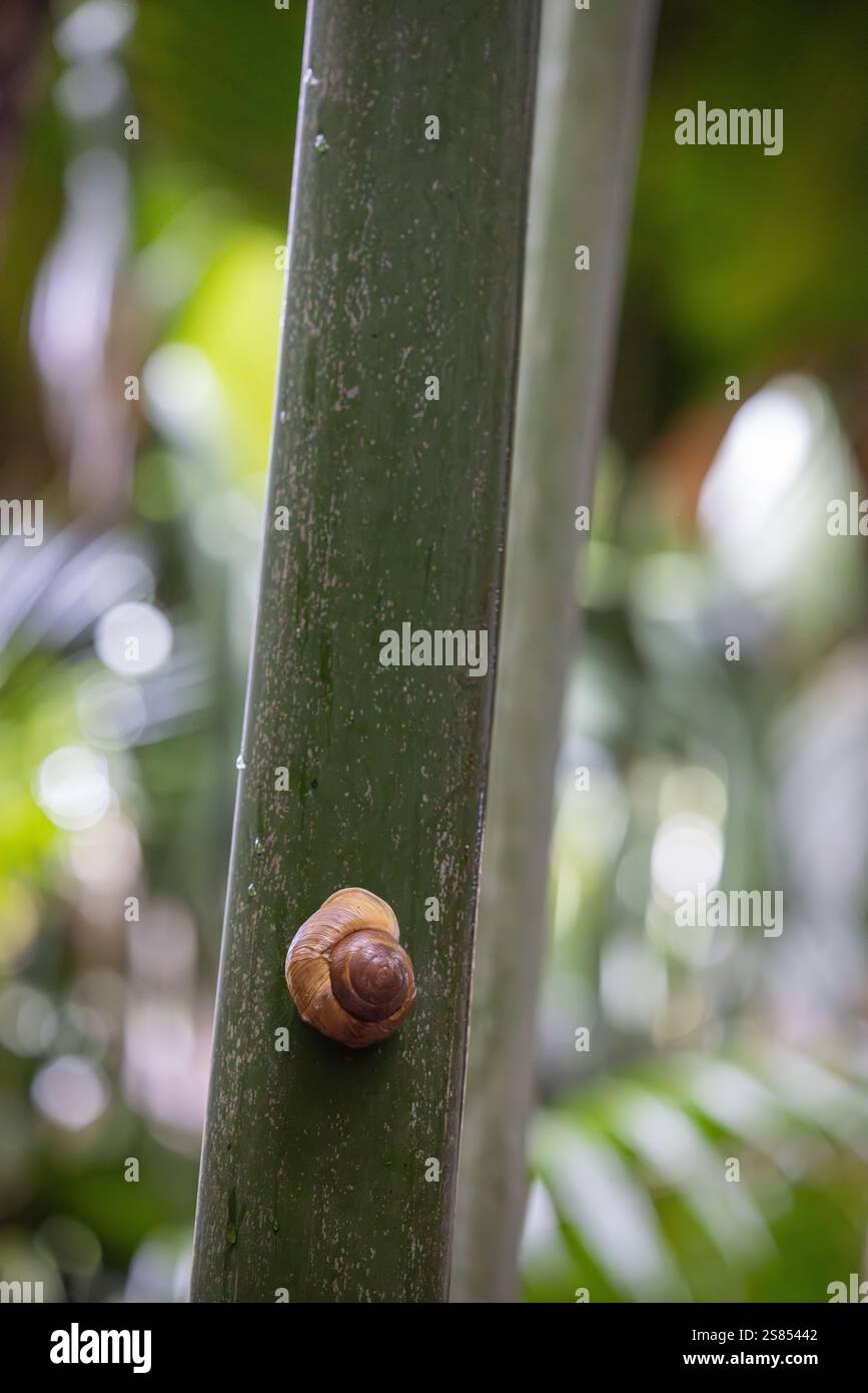 Endemic coco-de-mer snail (stylodonta studeriana), Vallee de Mai ...