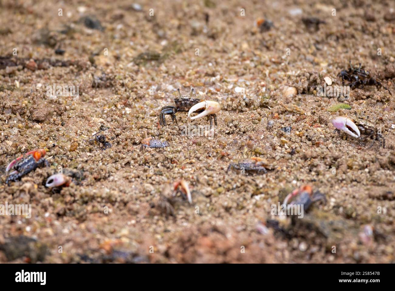 Male fiddler crabs at low tide in mangrove swamp on Praslin, Seychelles ...