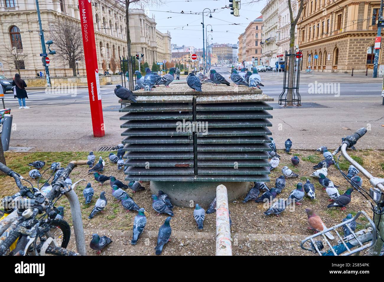 Pigeons in Vienna, Austria, on 20 January 2025. plague of pigeons ...