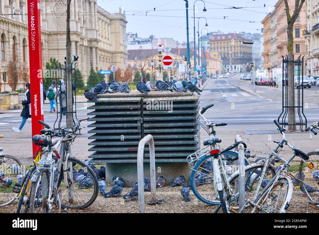 Pigeons in Vienna, Austria, on 20 January 2025. plague of pigeons ...