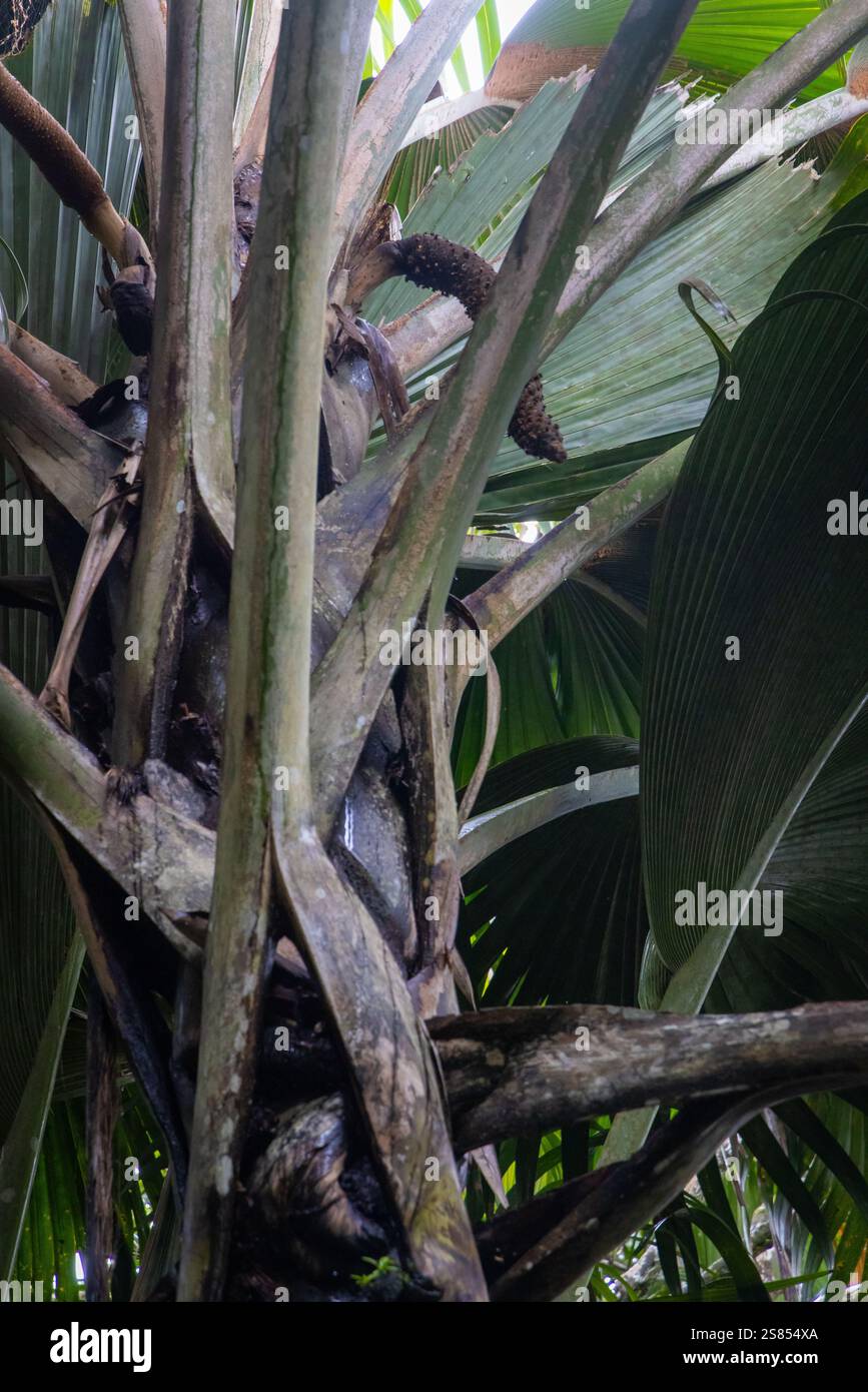 Male coco de mer hi-res stock photography and images - Alamy