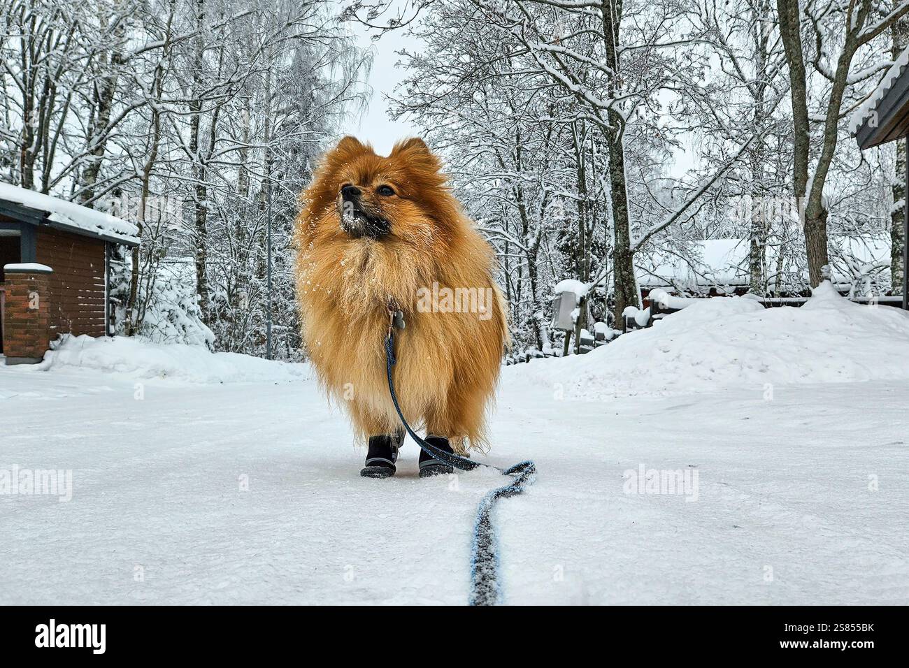 Cute fluffy pomeranian spitz dog on a winter walk on the leash with ...