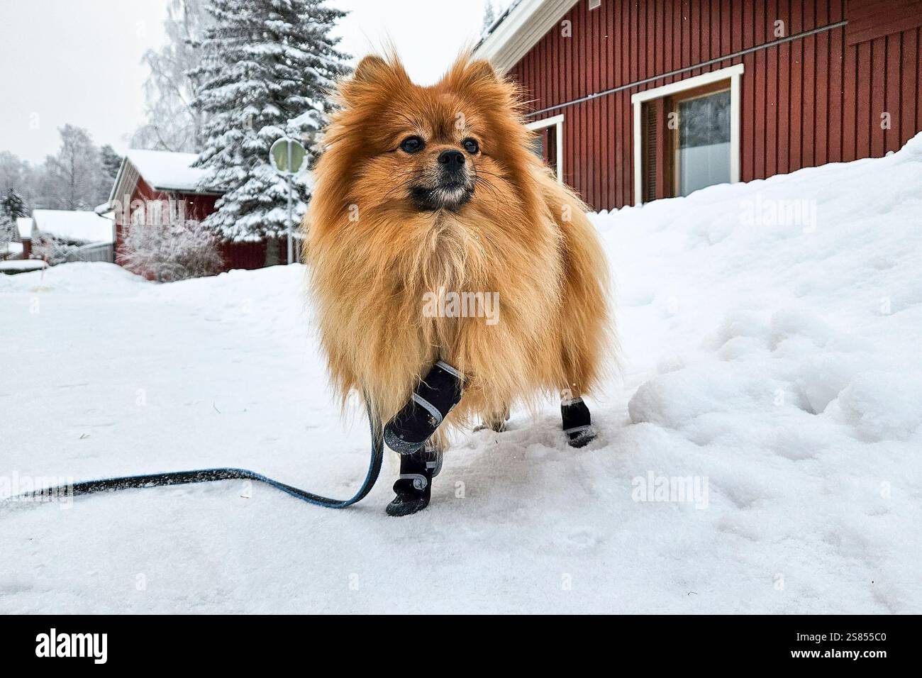 Cute fluffy pomeranian spitz dog on a winter walk on the leash with ...
