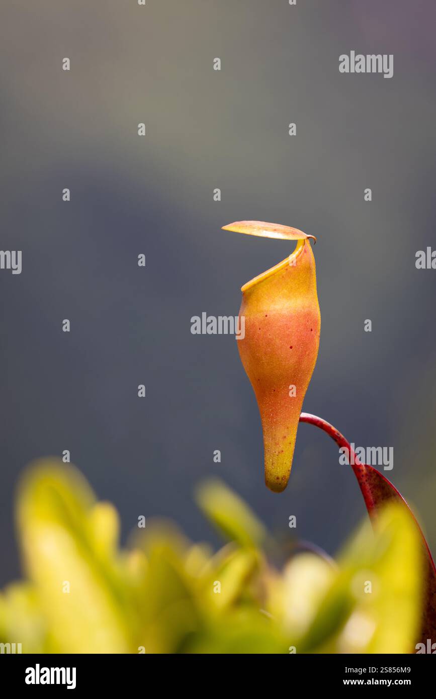 Endemic Nepenthes pervillei, Mahé, Seychelles Stock Photo - Alamy