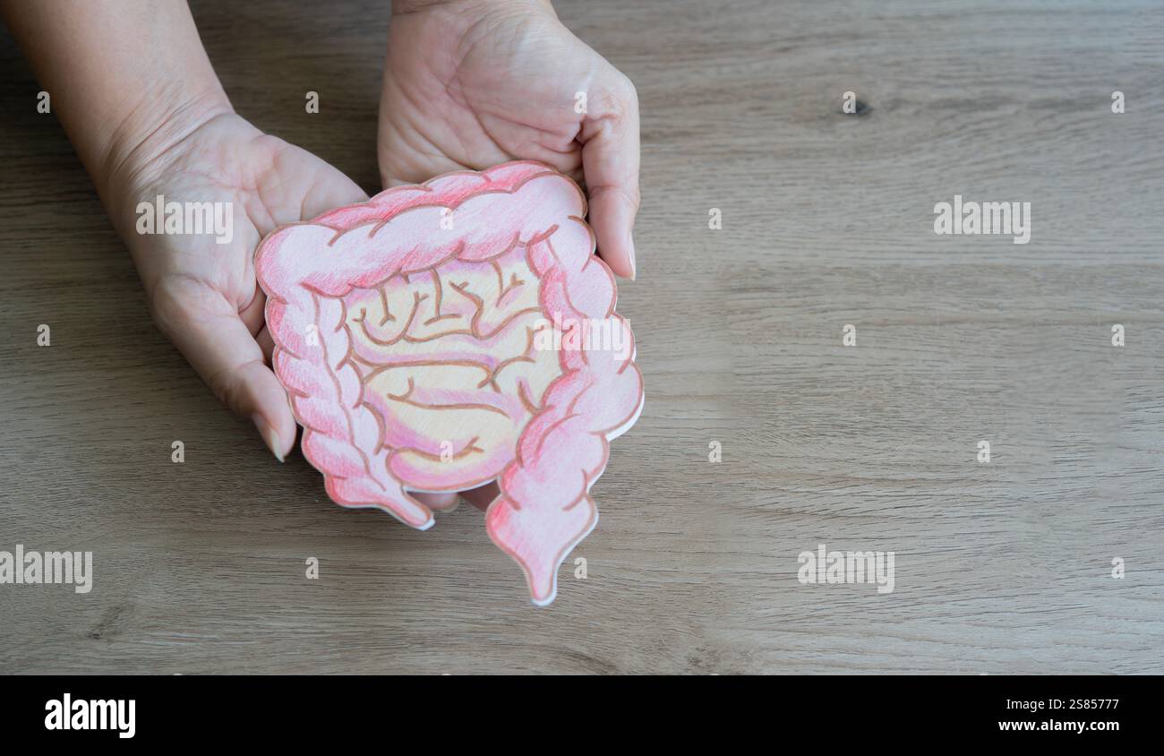 Shot view of healthy large intestine in hands holding on wooden ...