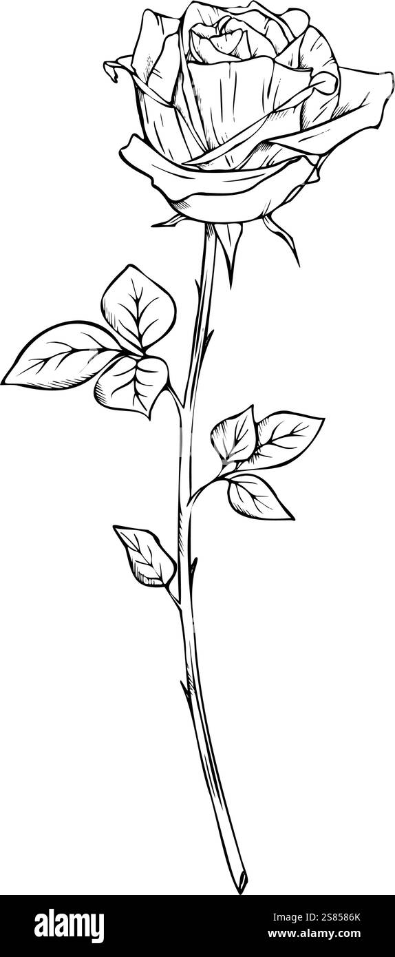 Rose flower in engraving style. Hand drawn vector outline illustration ...