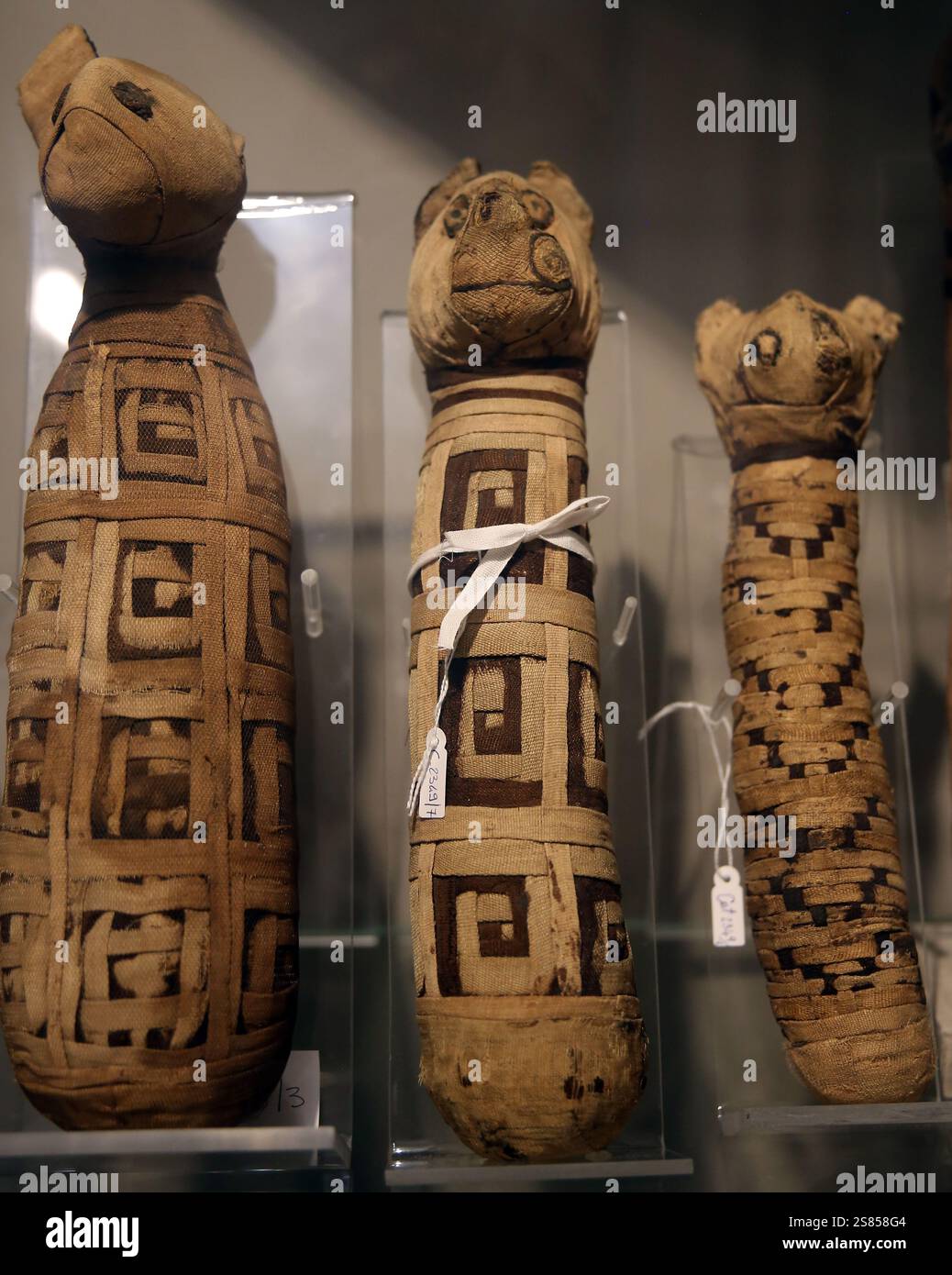 Ancient Egypt. Cat mummies wrapped in bandages. Egyptian Museum of ...