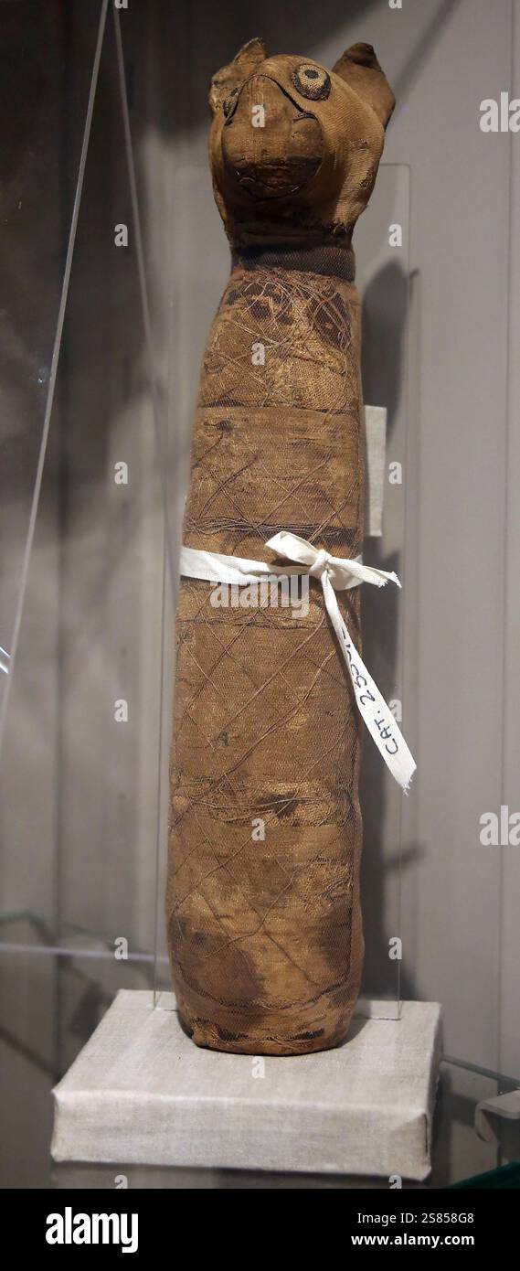 Ancient Egypt. Cat mummy wrapped in bandages. Egyptian Museum of Turin ...