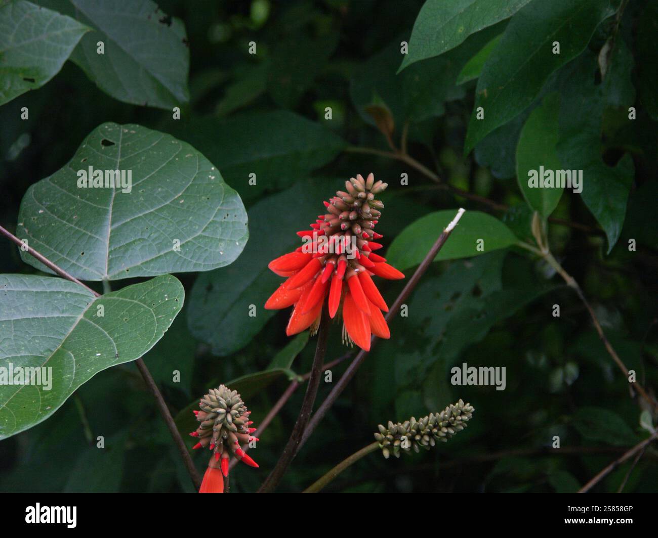Himalayan coral tree flower Stock Photo - Alamy