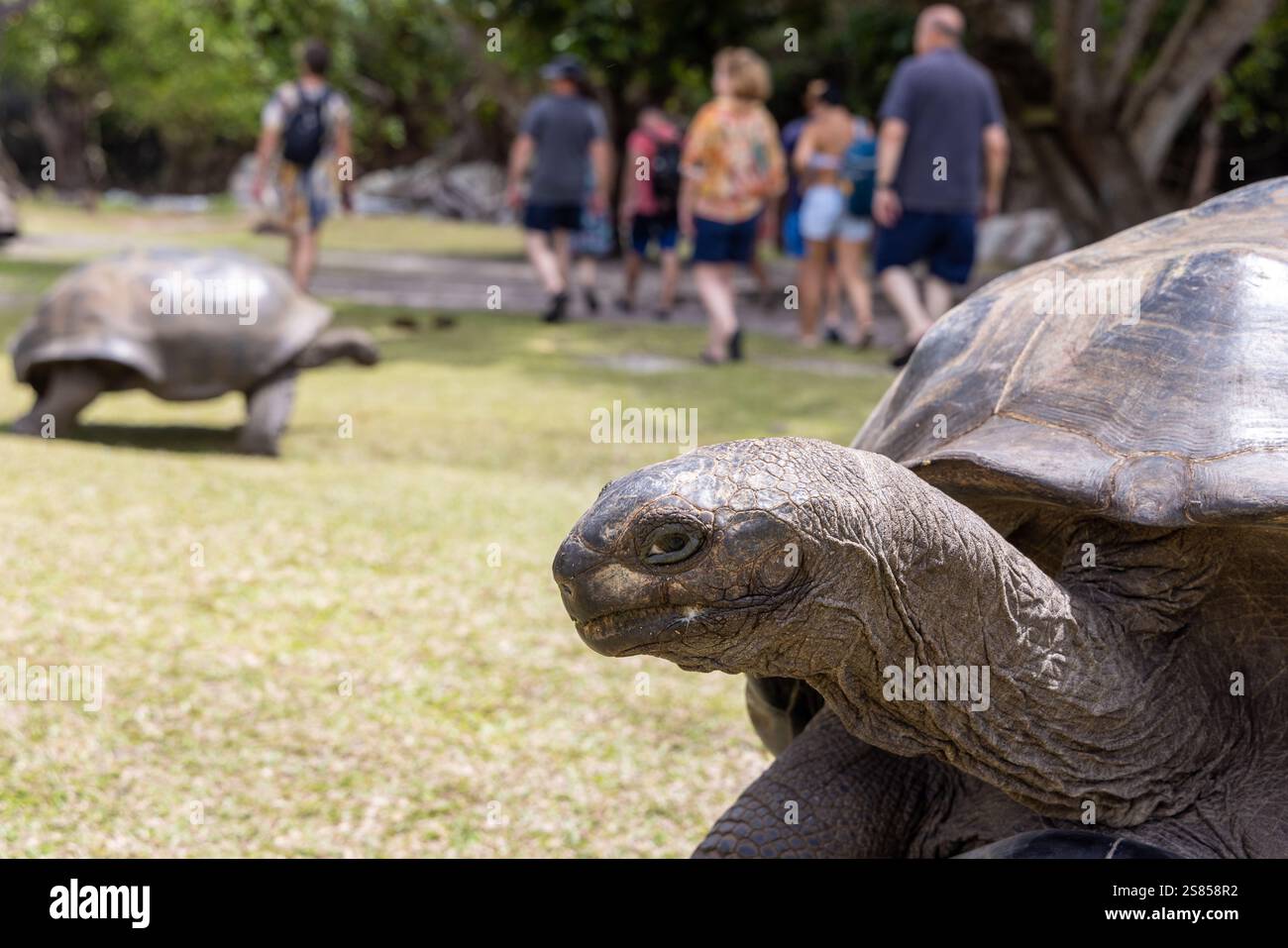 Aldabra giant tortoise on Courieuse Island Stock Photo - Alamy