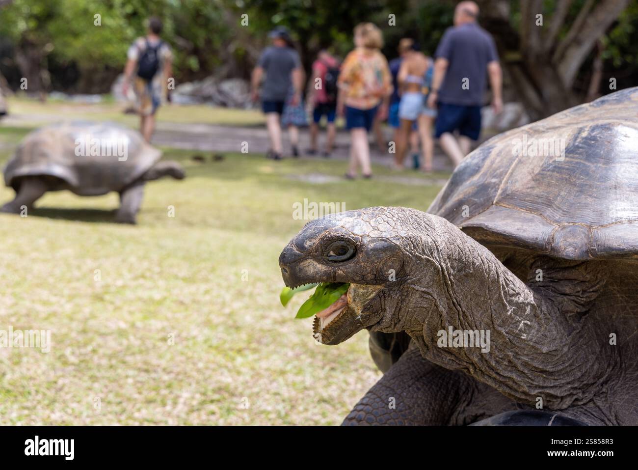 Aldabra giant tortoise on Courieuse Island Stock Photo - Alamy