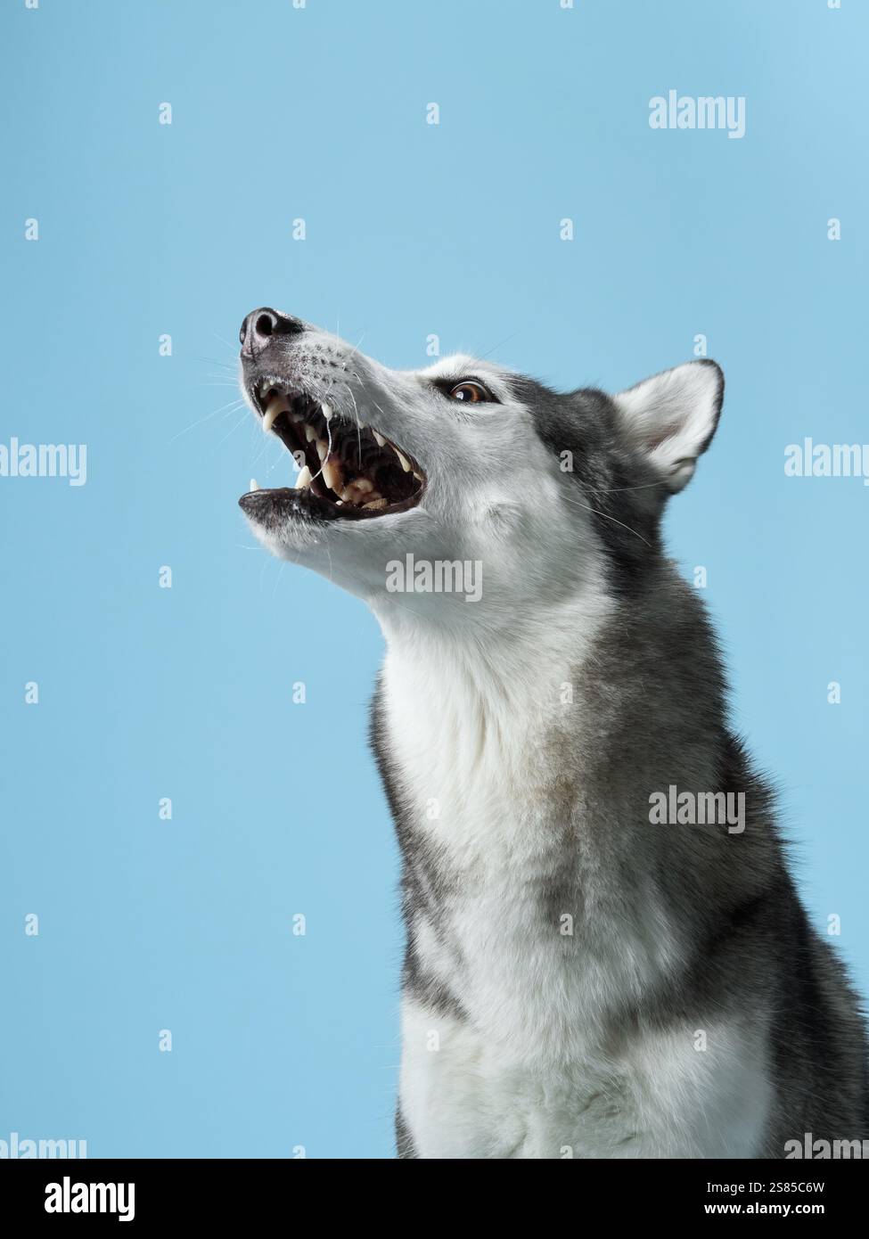 A Siberian Husky dog, mouth agape and eyes alight, catches a treat ...