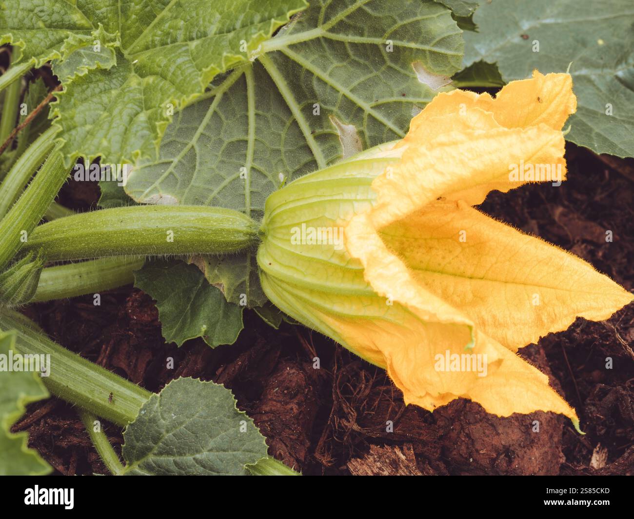 Female flower of courgette hi-res stock photography and images - Alamy