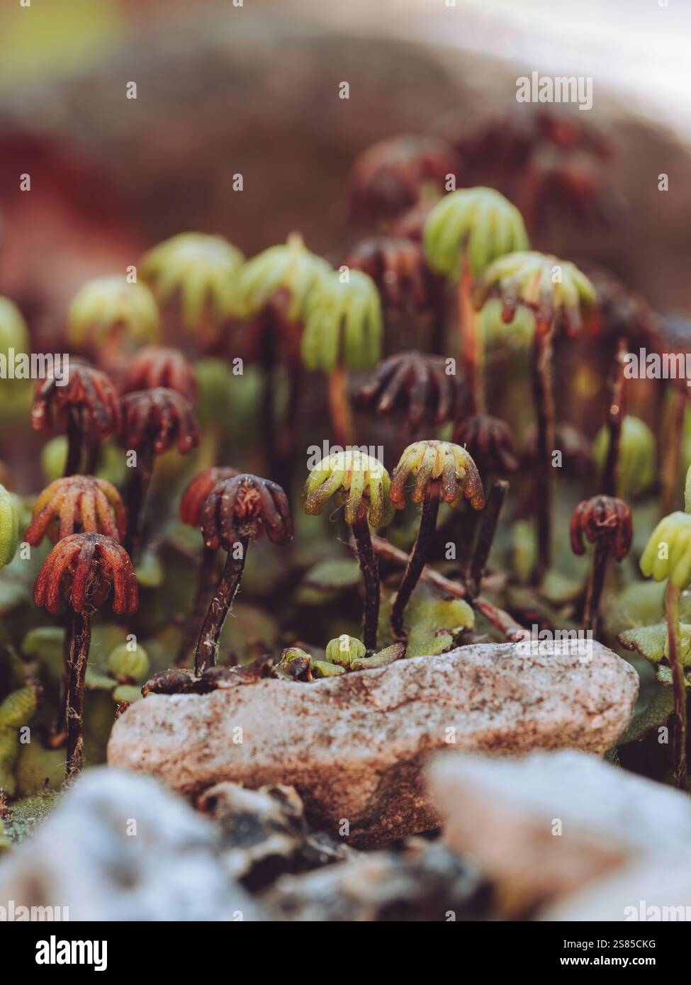 Tiny palm tree flowers growing on Common Liverwort Stock Photo - Alamy