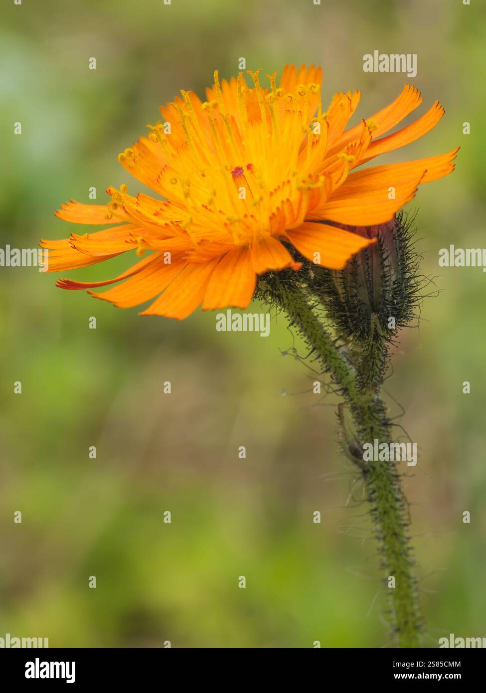 Fox cubs garden hi-res stock photography and images - Alamy