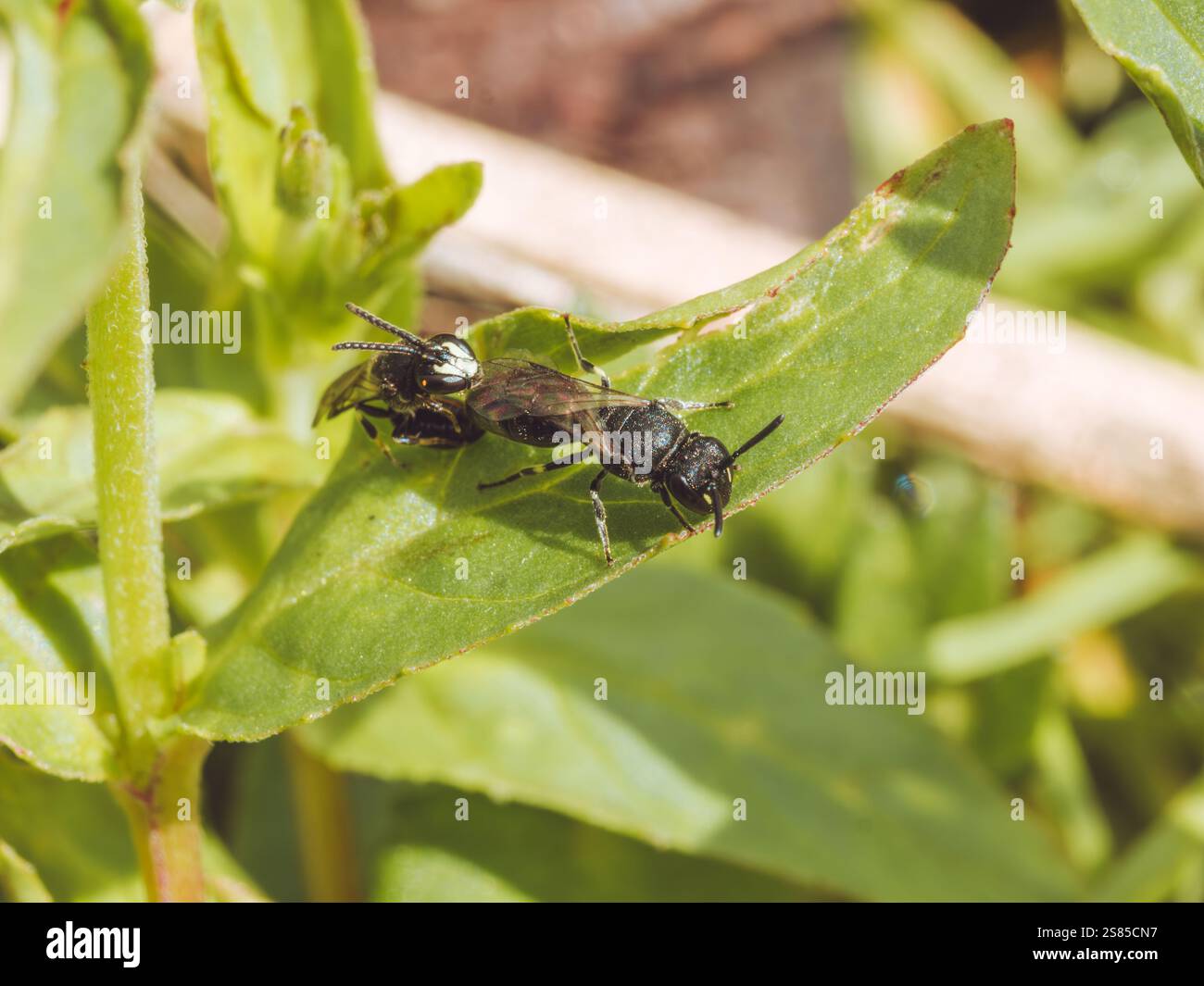 Male and female yellow face Hylaeus bees mating Stock Photo - Alamy
