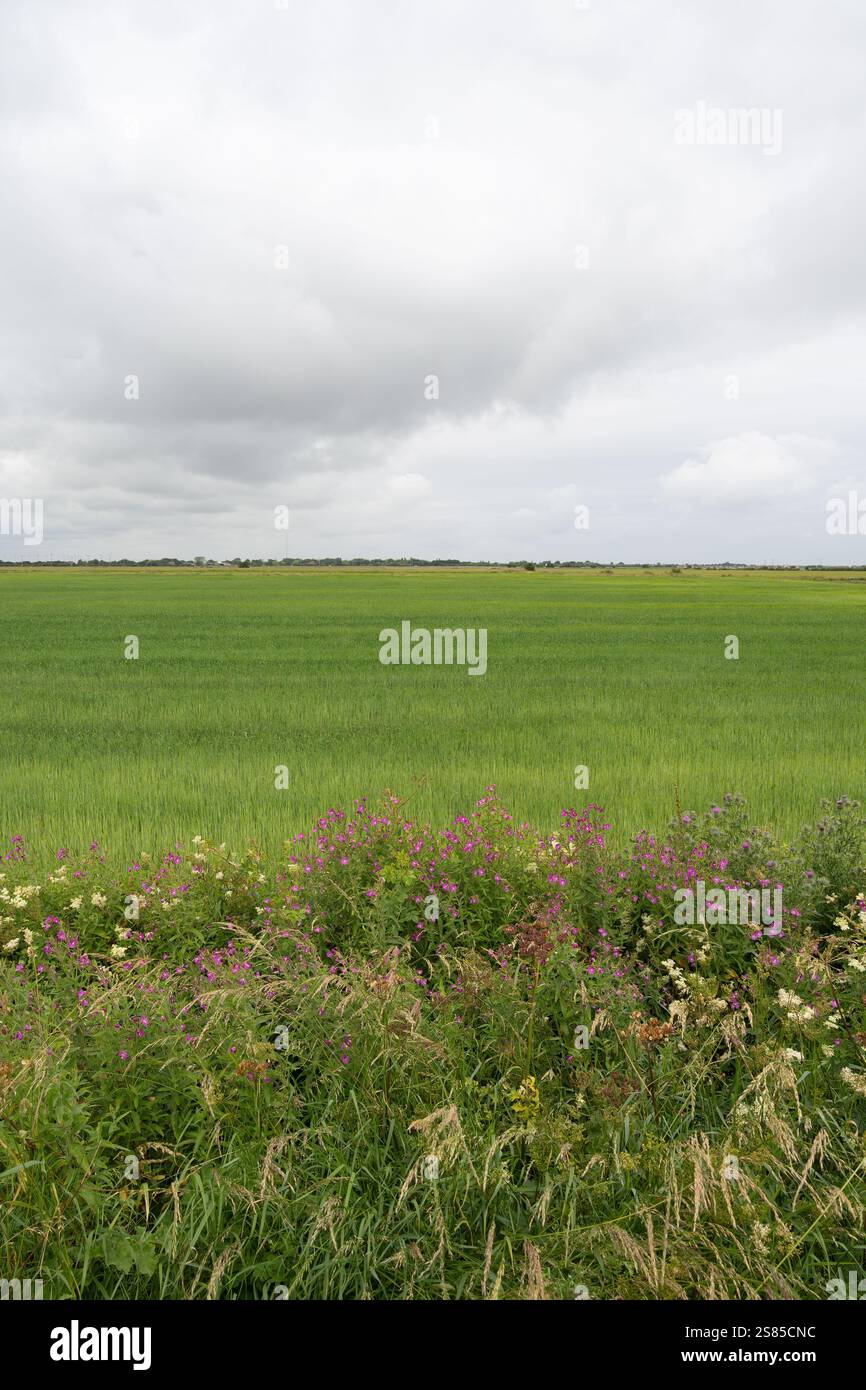 Cereal grain field with wildflower border for pollinators Stock Photo ...