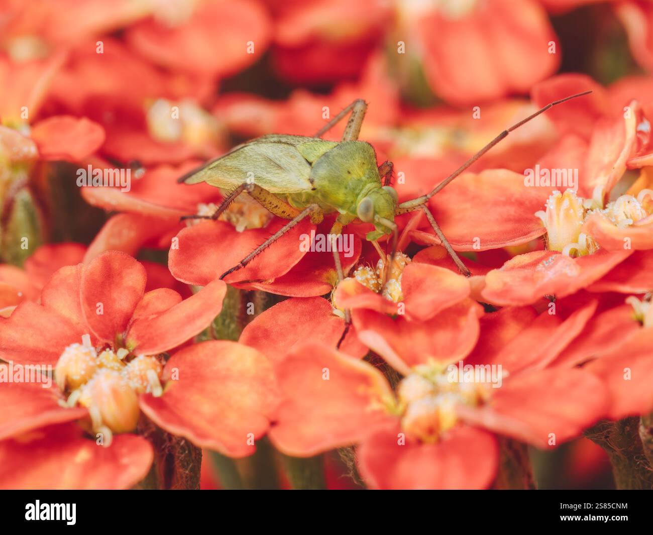 Potato Capsid - Closterotomus norwegicus beetle Stock Photo - Alamy