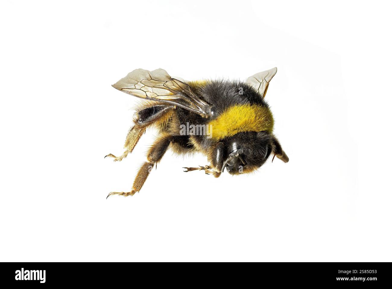 Closeup shot bumblebee flying hi-res stock photography and images - Alamy