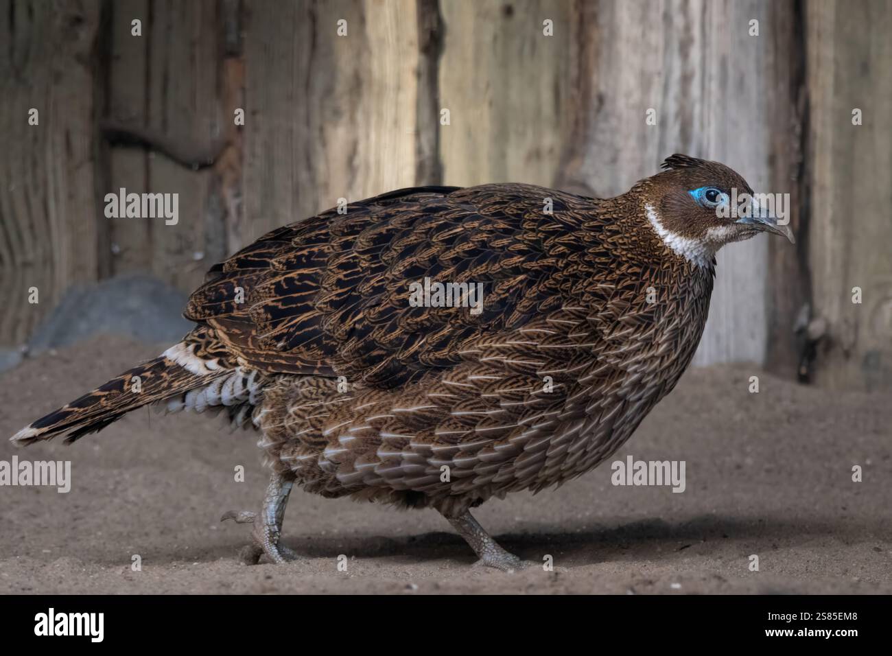 A female Himalayan Monal - Lophophorus impejanus Stock Photo - Alamy