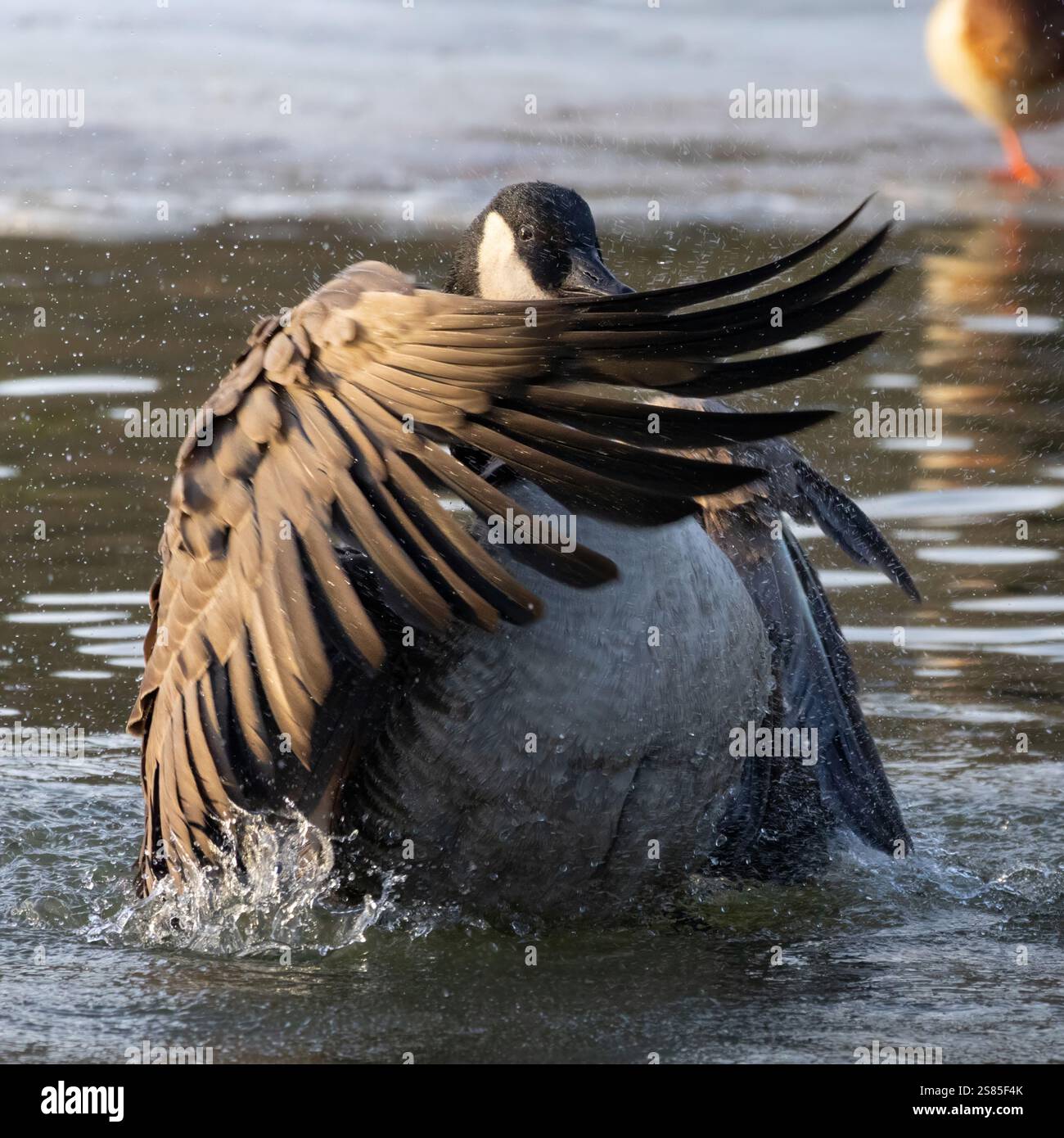 Canada Goose (Branta canadensis) on a river flapping its wings Stock ...
