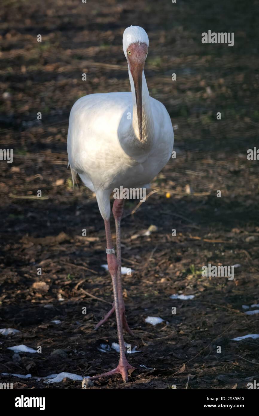 Siberian crane (Grus leucogeranus), also known as the snow crane ...