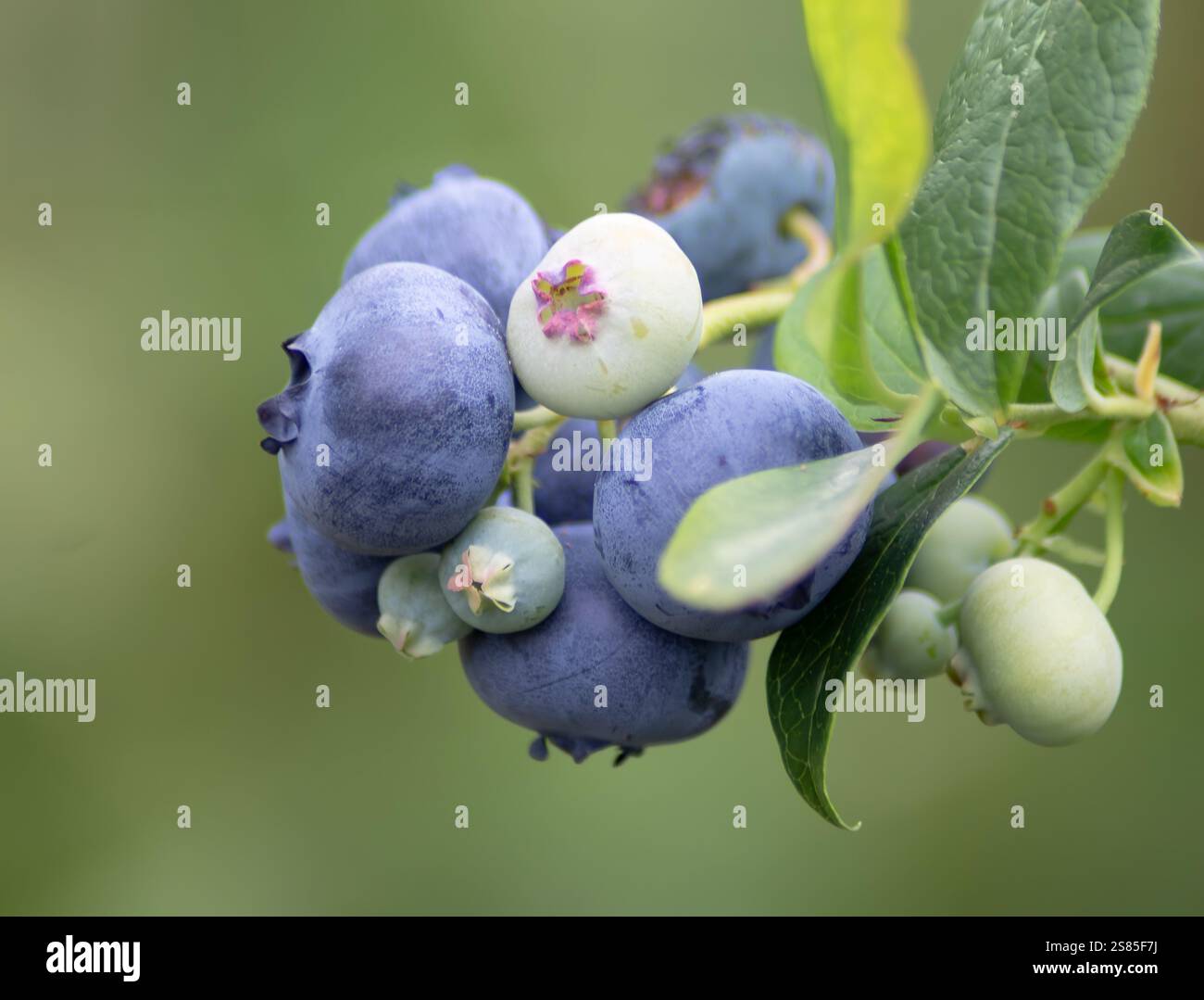 Blueberry Cluster on the Bush against the blurred green home garden background. Healthy eating ...