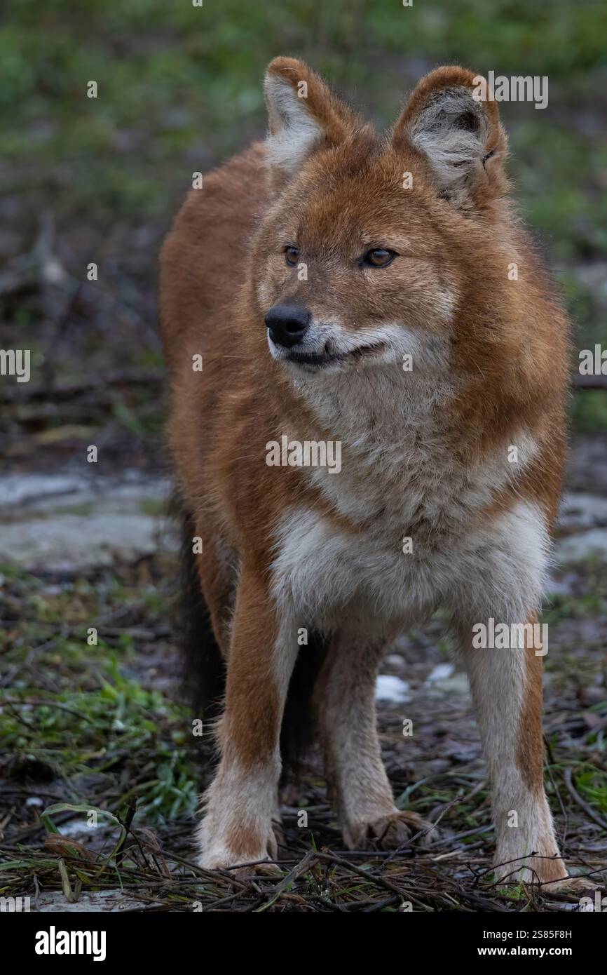 Ussuri dhole (Cuon alpinus alpinus) Indian wild dog Stock Photo - Alamy