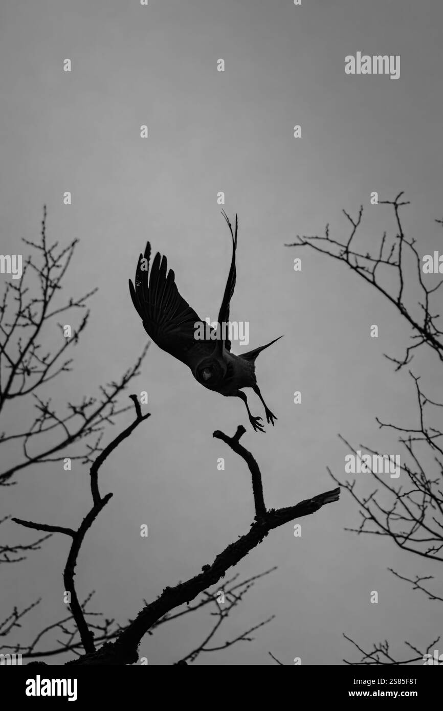 silhouette of black crow perched on a leafless branch with dramatic sky background Stock Photo ...