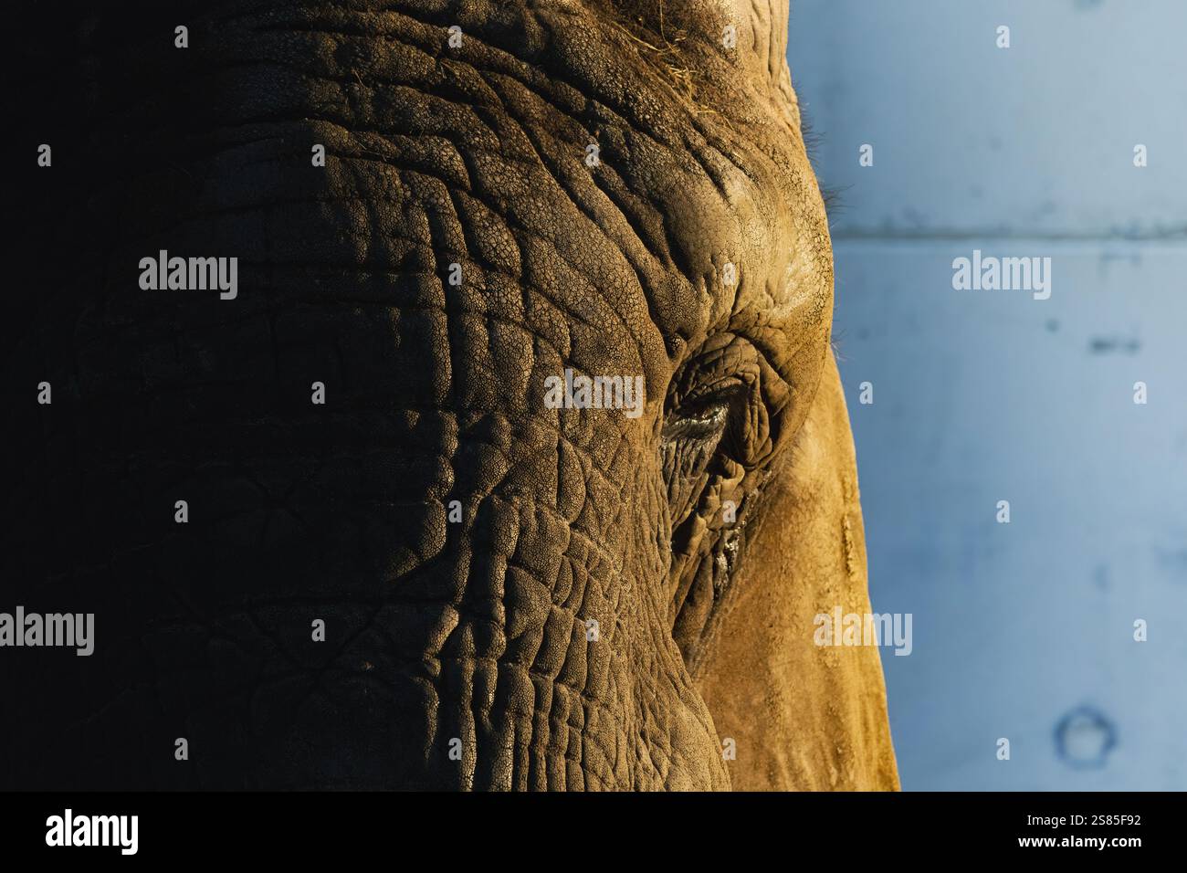 Elephants are large mammals of the family Elephantidae and the order ...