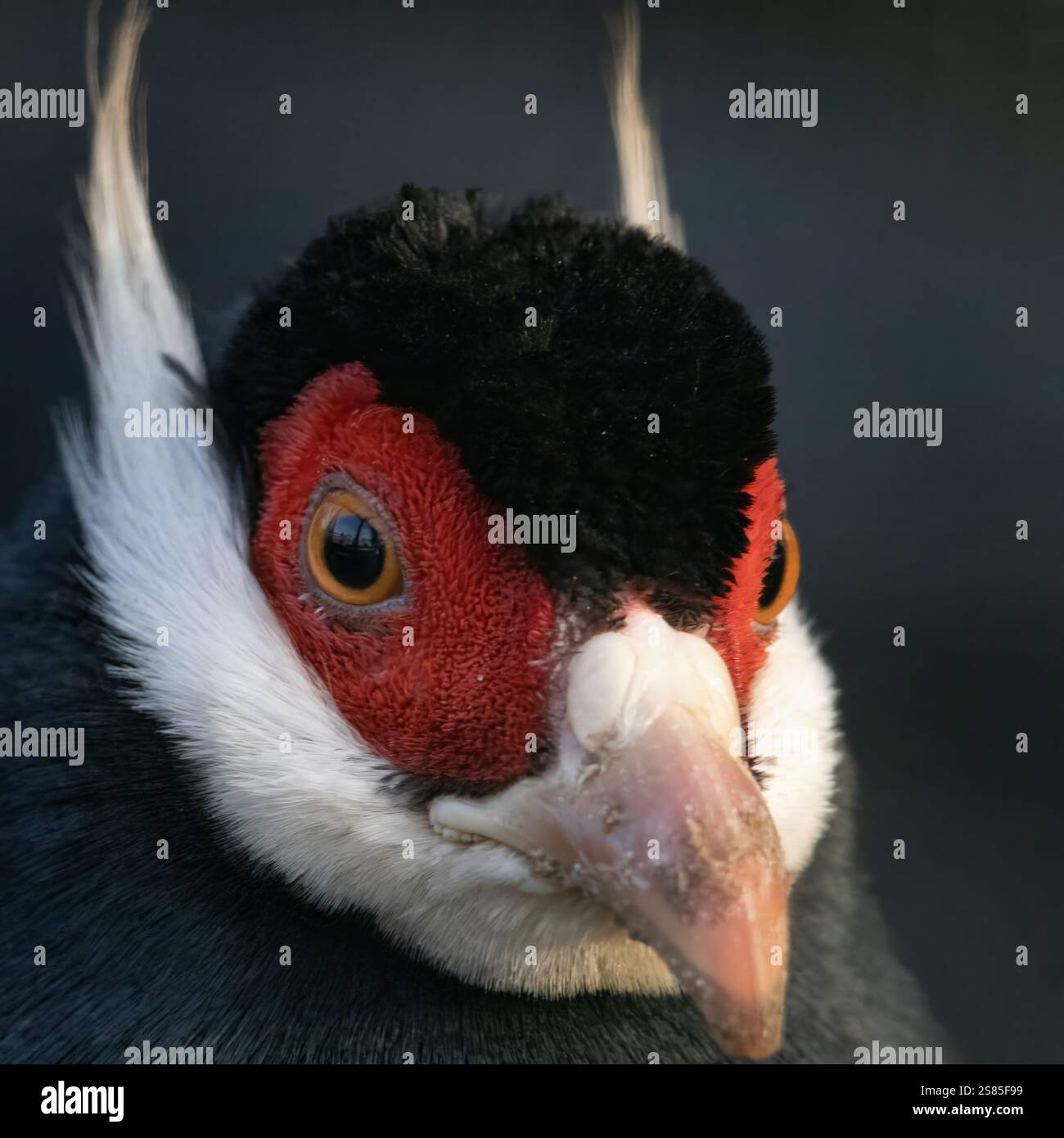 Eared pheasant head. Close-up photography. winter time Stock Photo - Alamy