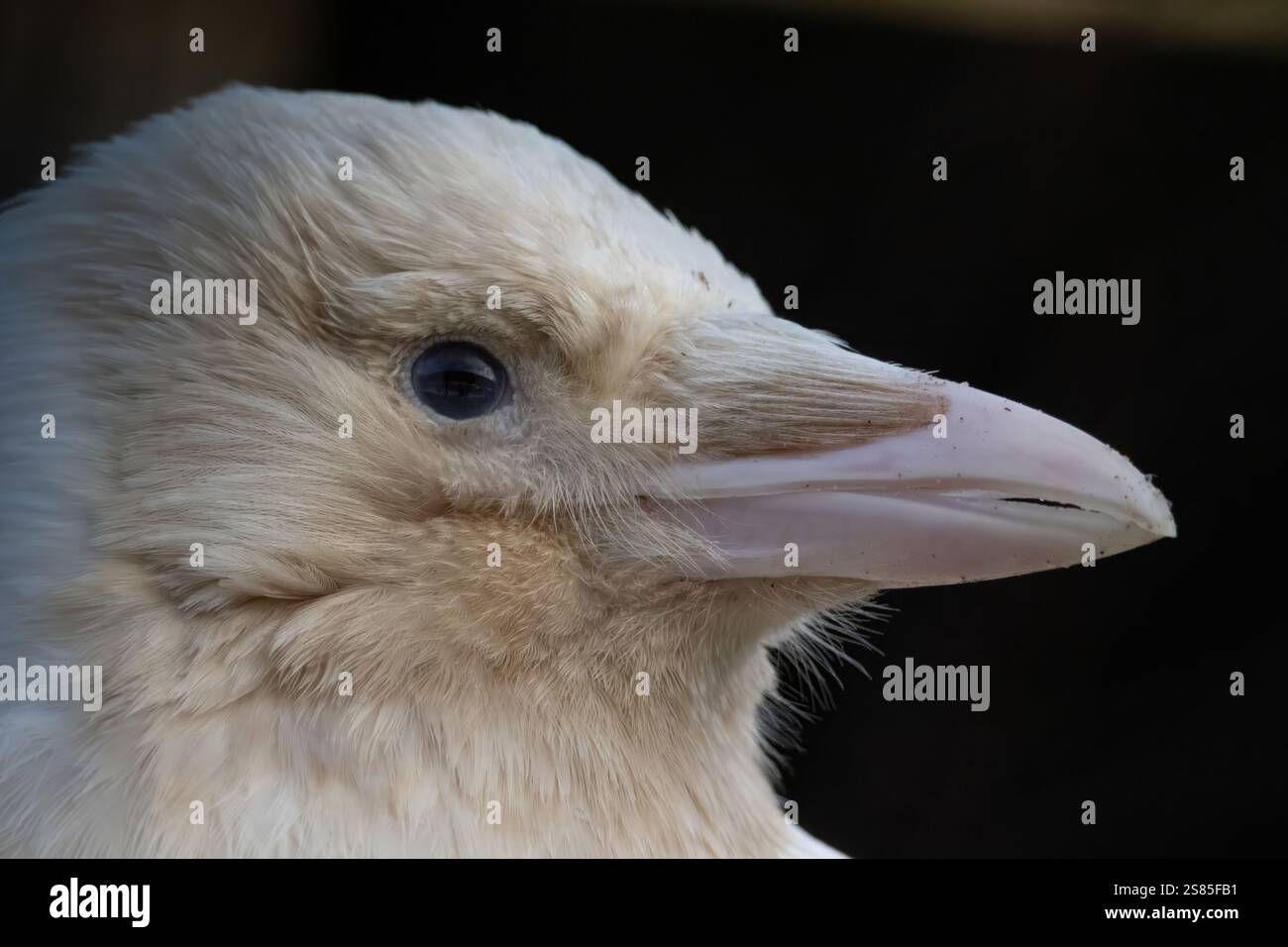 Close up Grey crow albino head portrait Stock Photo - Alamy