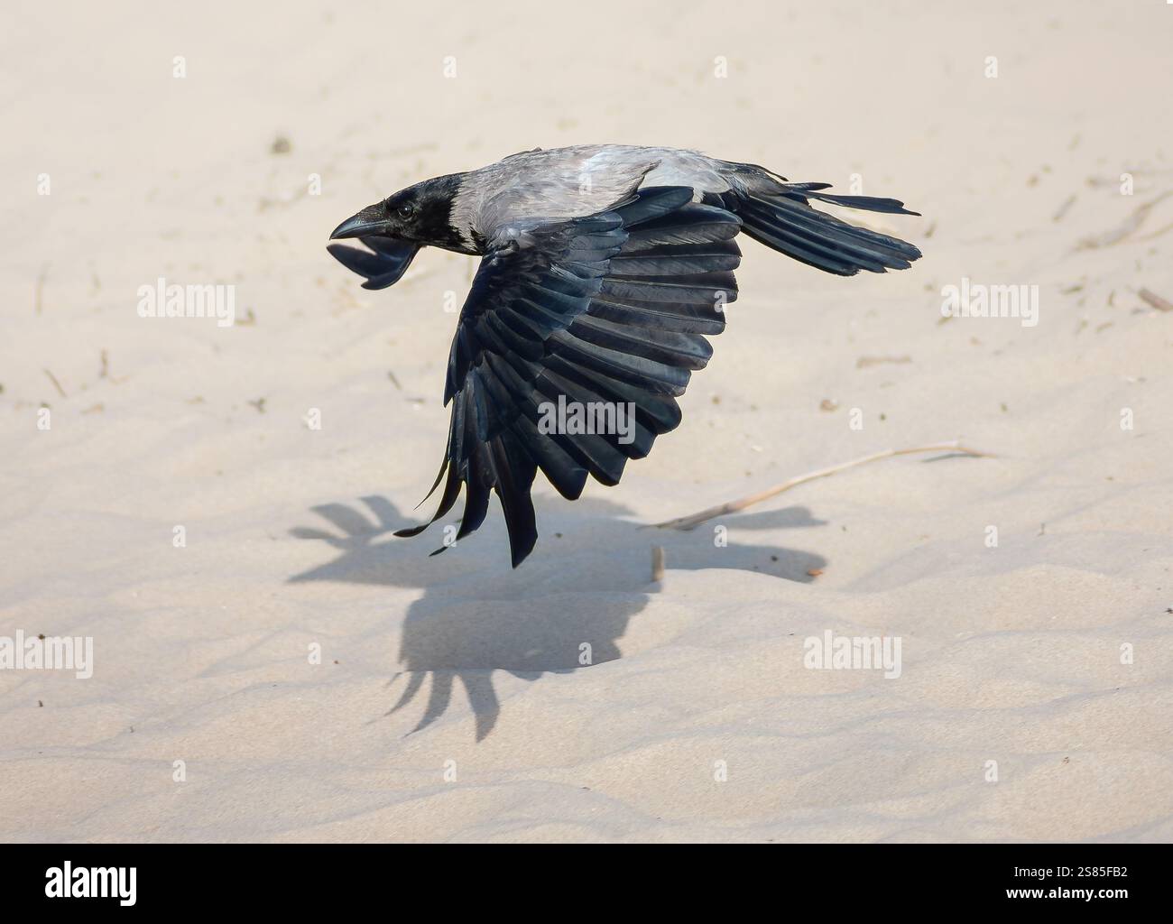 Hooked crow flying above a sandy beach. Close-up of bird flight action ...