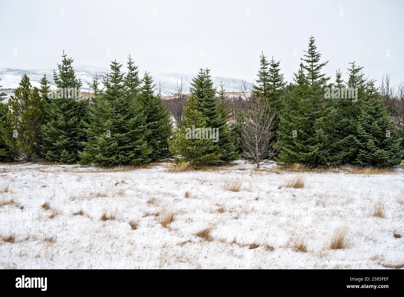 Landscape view of fir trees with snow covered a field in Iceland ...