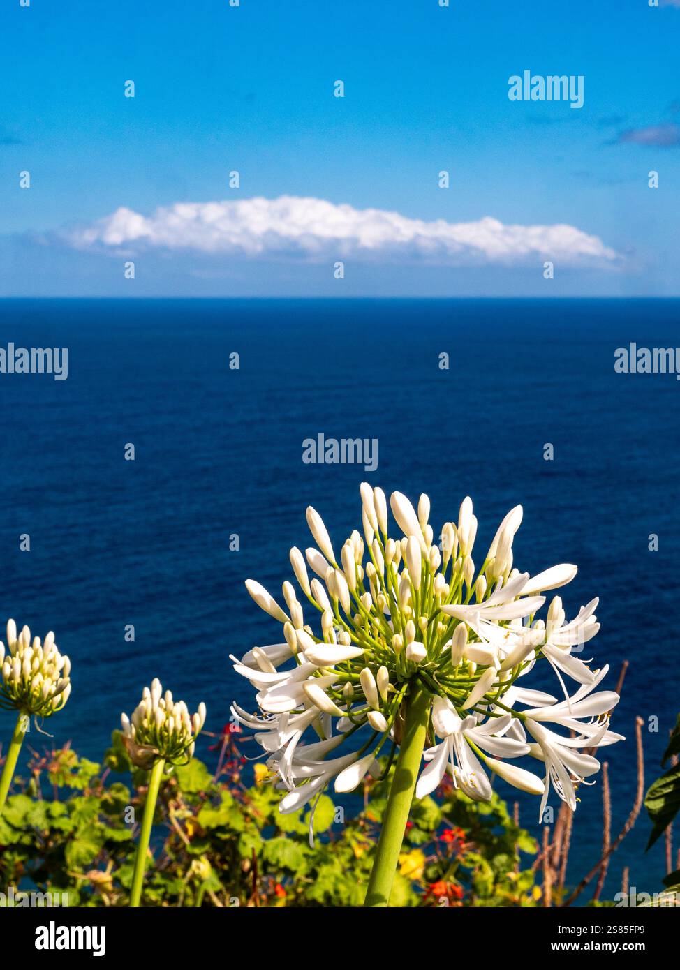 Flowering white ornamental lily (Agapanthus praecox) blooms near the ...