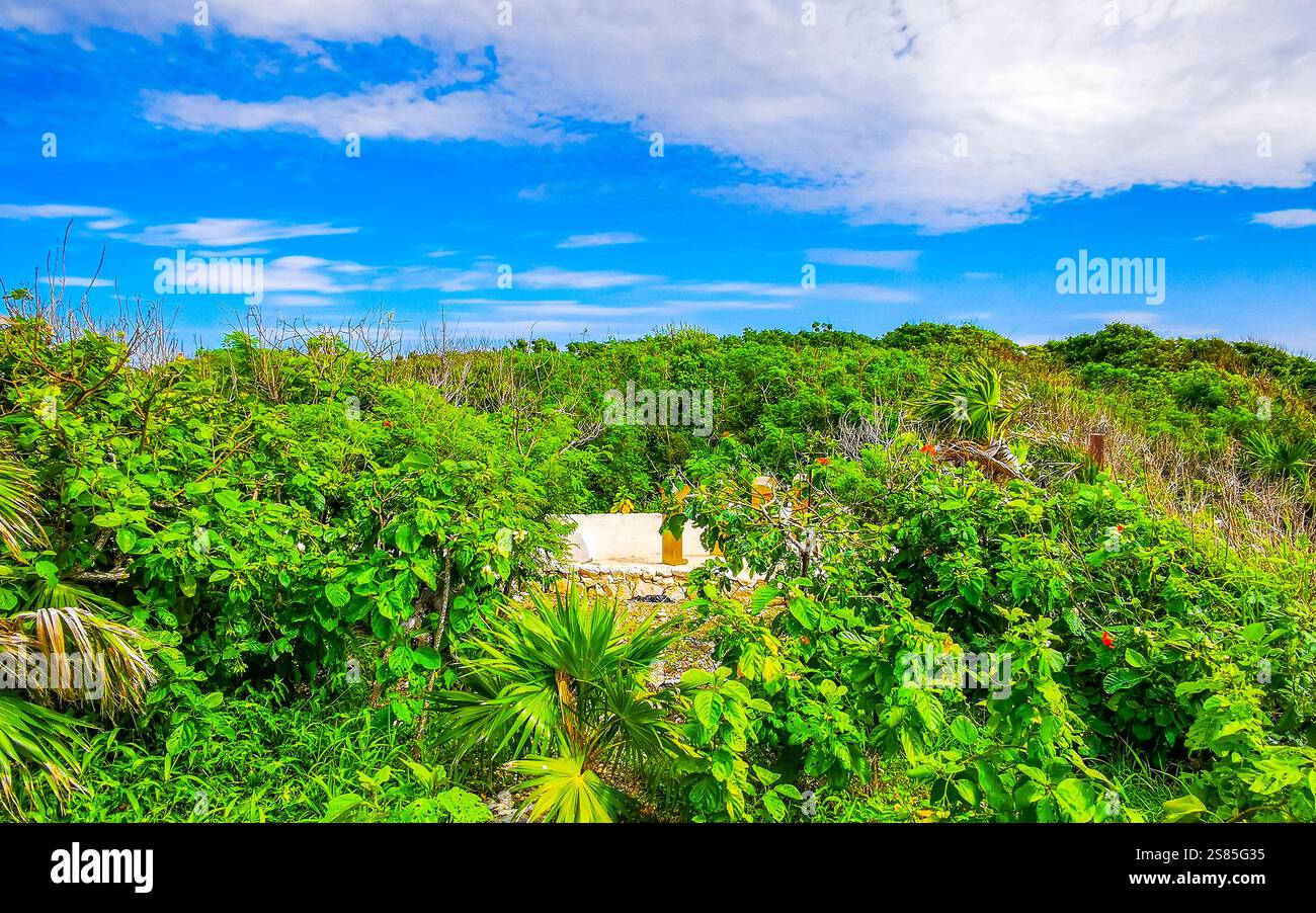 National park of Tulum panorama view to the tropical jungle nature and ...