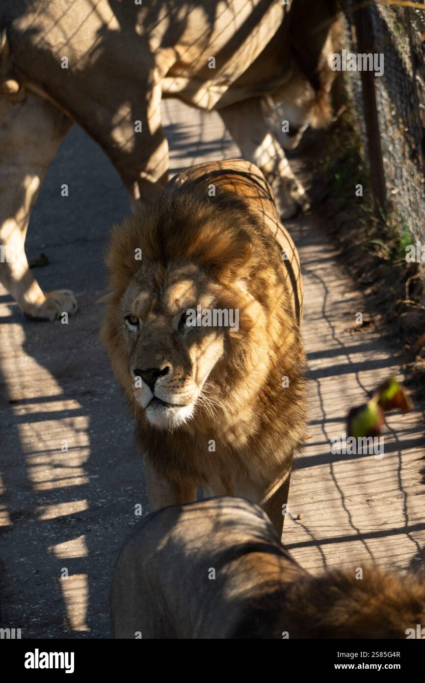 Lion, Zoo, Enclosure: A lion looking at the camera from inside a zoo ...