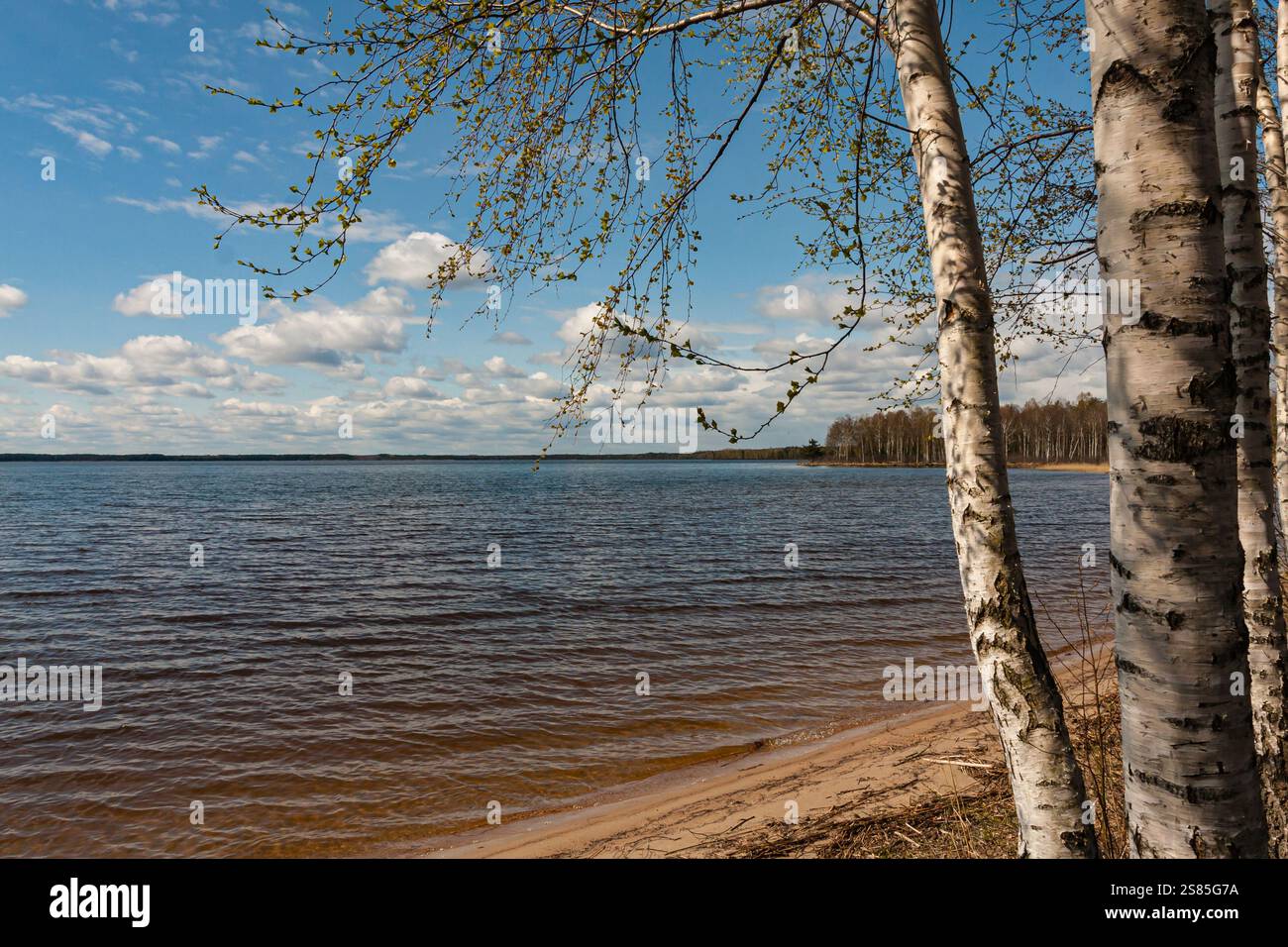 Beautiful birch trees on a lakeside with exposed sandy beach and ...
