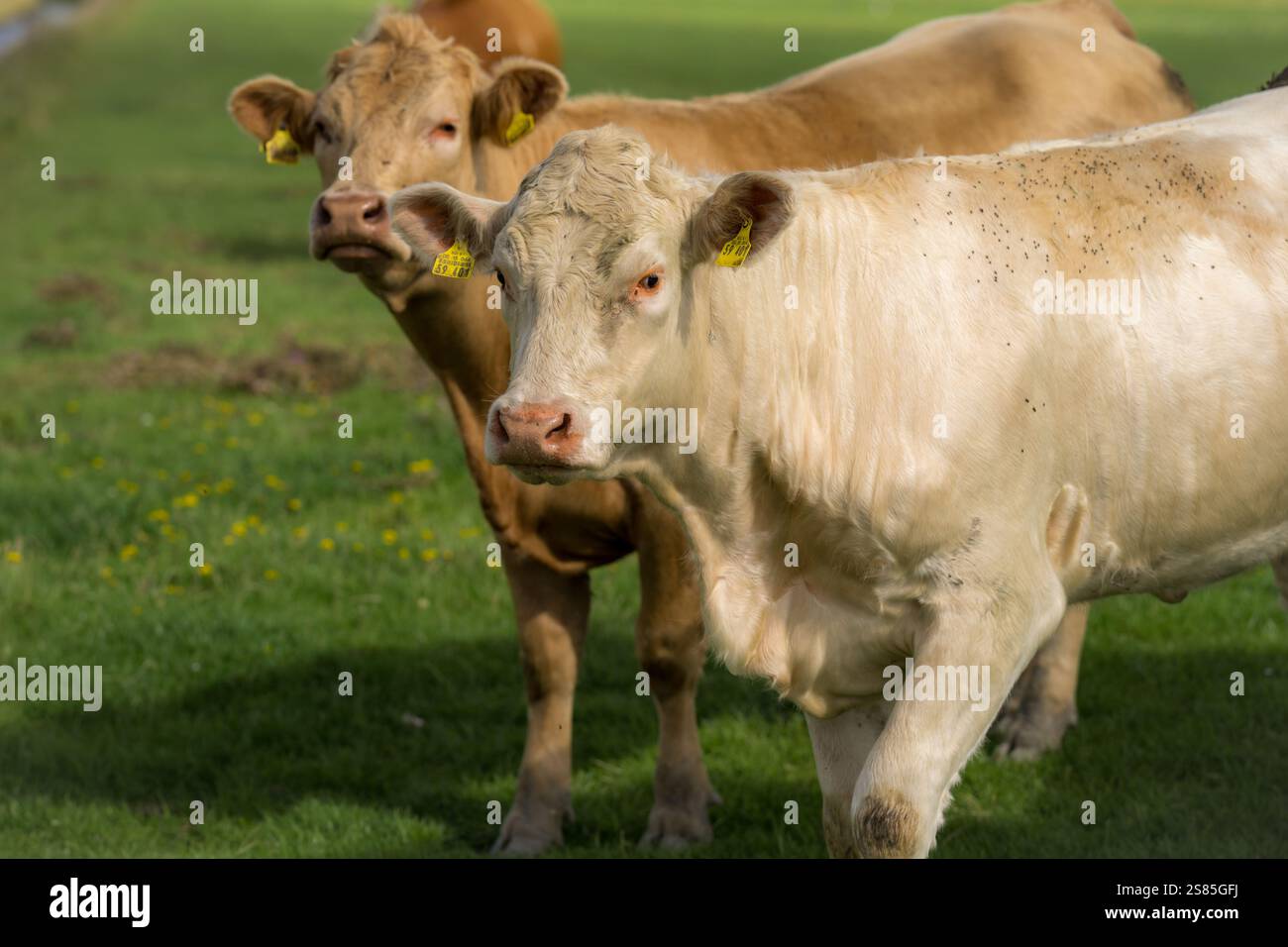 Dairy cows. Cattle in grass field. Cow in grassy pasture. Cattle cow ...
