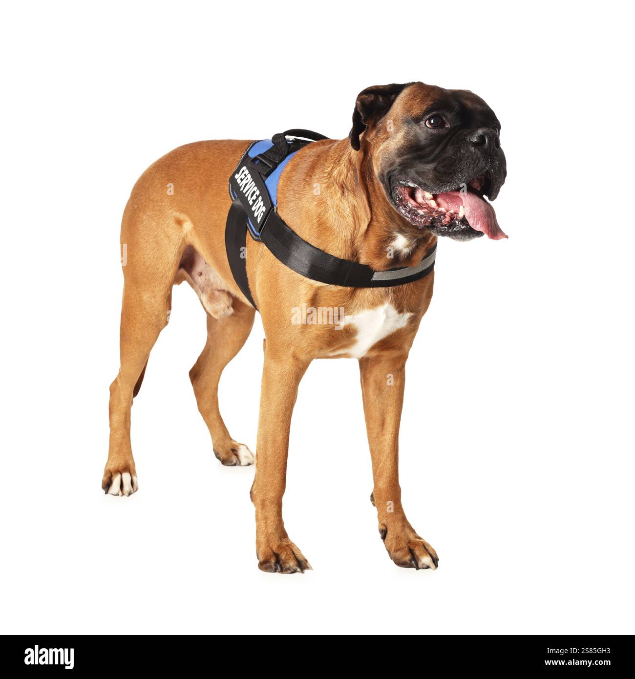 Cute service dog in vest on white background Stock Photo - Alamy