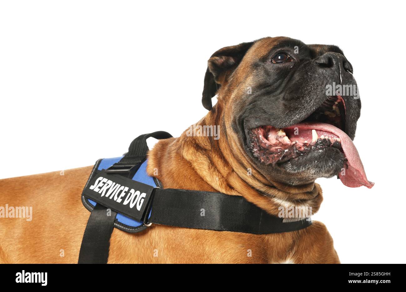 Cute service dog in vest on white background Stock Photo - Alamy