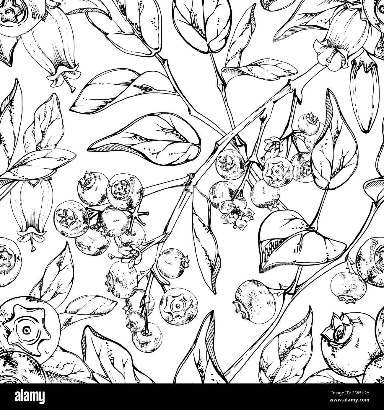 Blackberry blueberry with white bell flowers, plant leaves, hand drawn ...