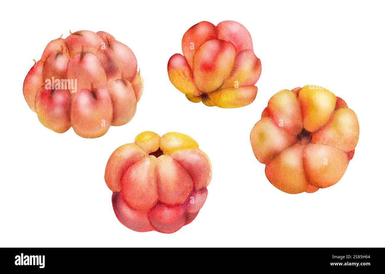 Cloudberry raspberry sloe fruit hand drawn in watercolor, forest berry ...