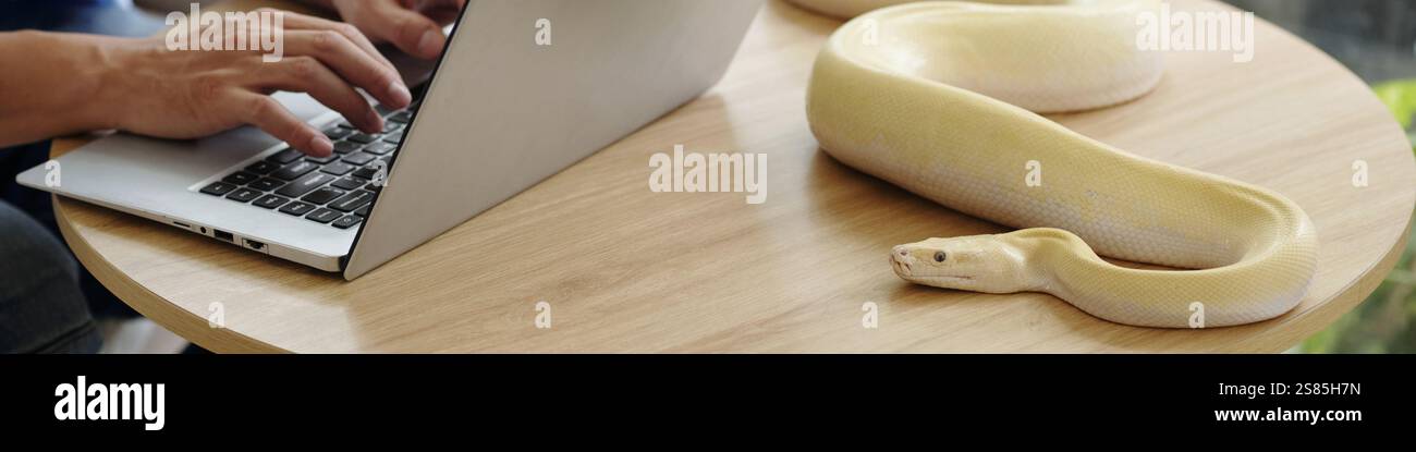 Typing on Laptop with Albino Python on Desk Stock Photo - Alamy