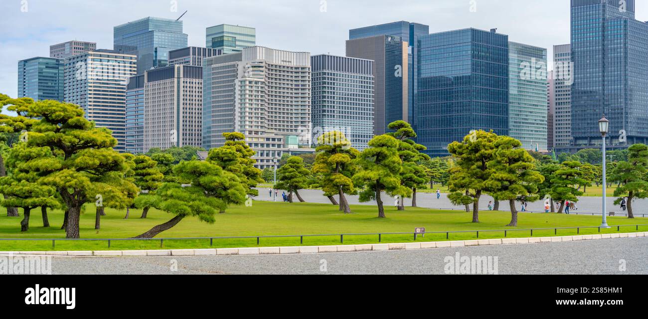 View of contrasting city skyline and Japanese Red Pine trees near the ...