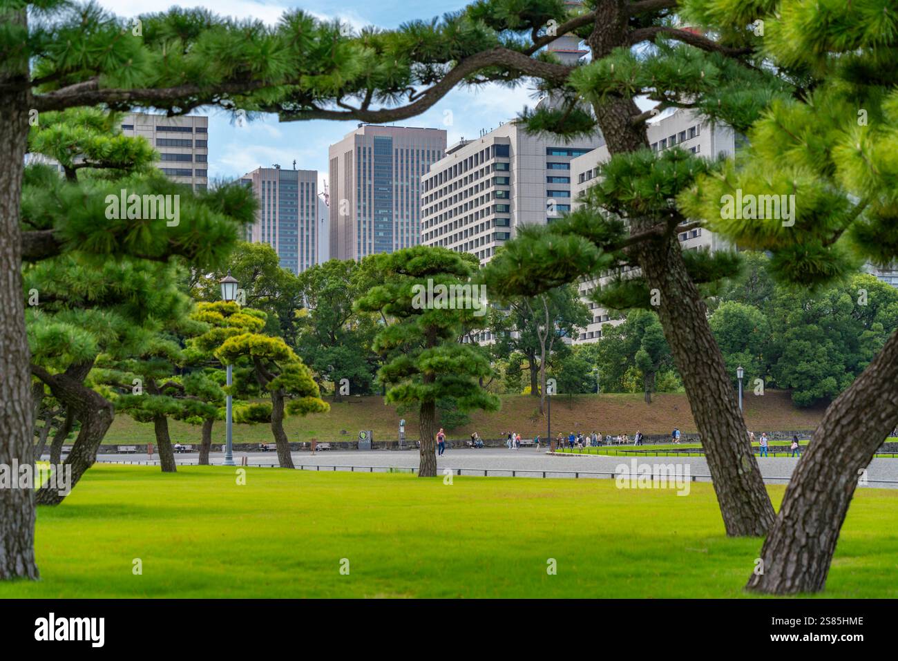 View of contrasting city skyline and Japanese Red Pine trees near the ...