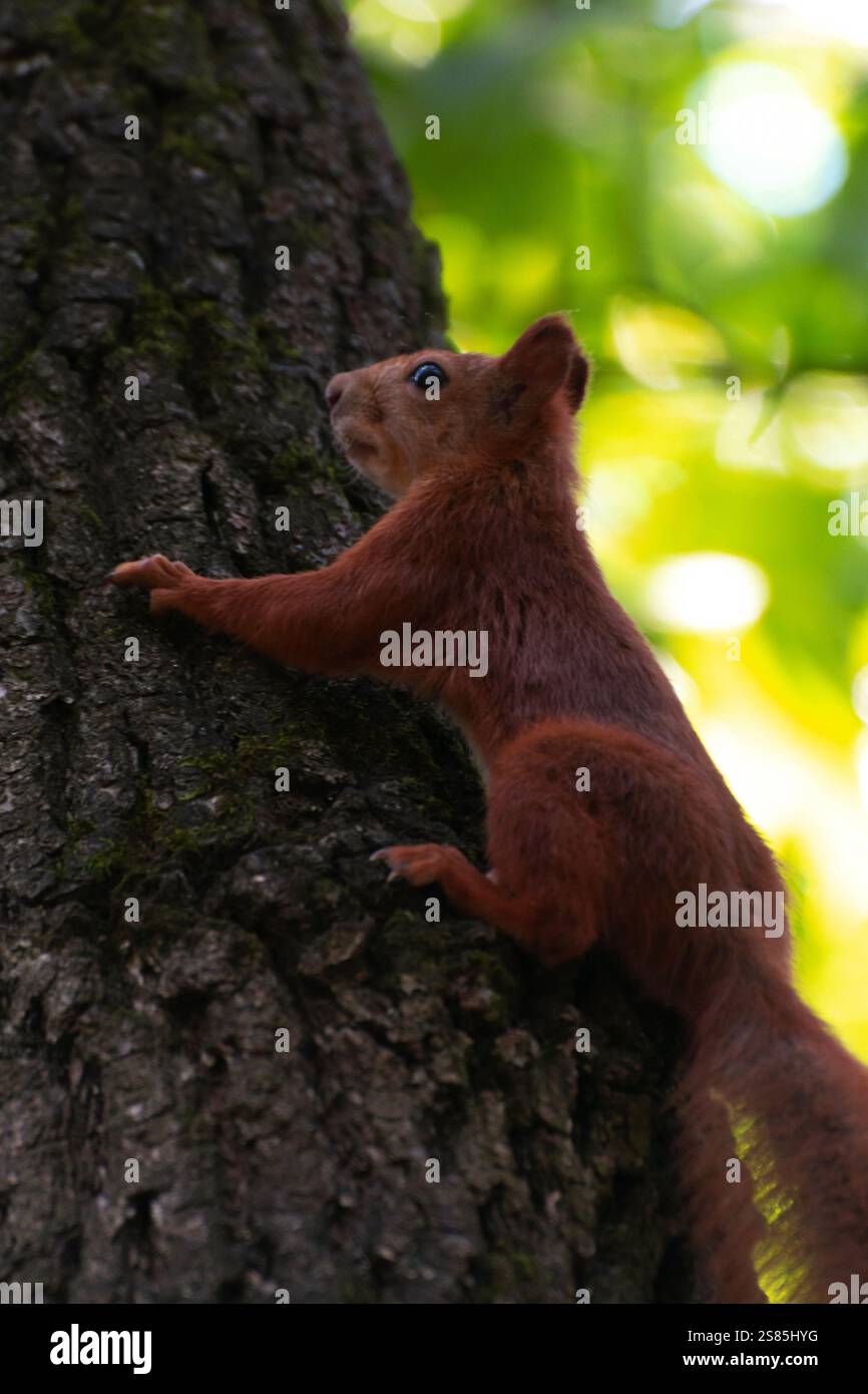 Red Squirrel Climbing a Tree Trun Stock Photo - Alamy